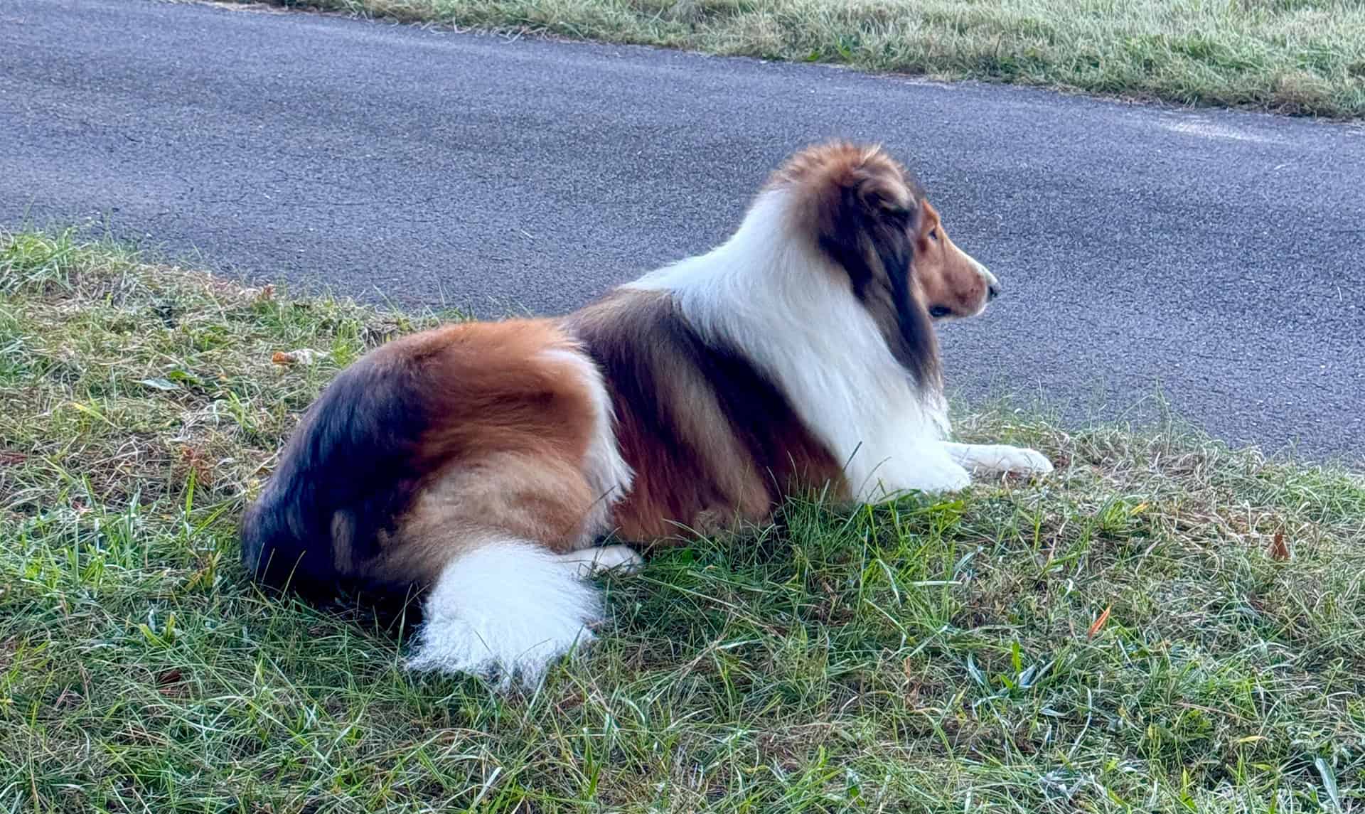 Which Puppy is Right for You? - Scottish Collie Preservation Society